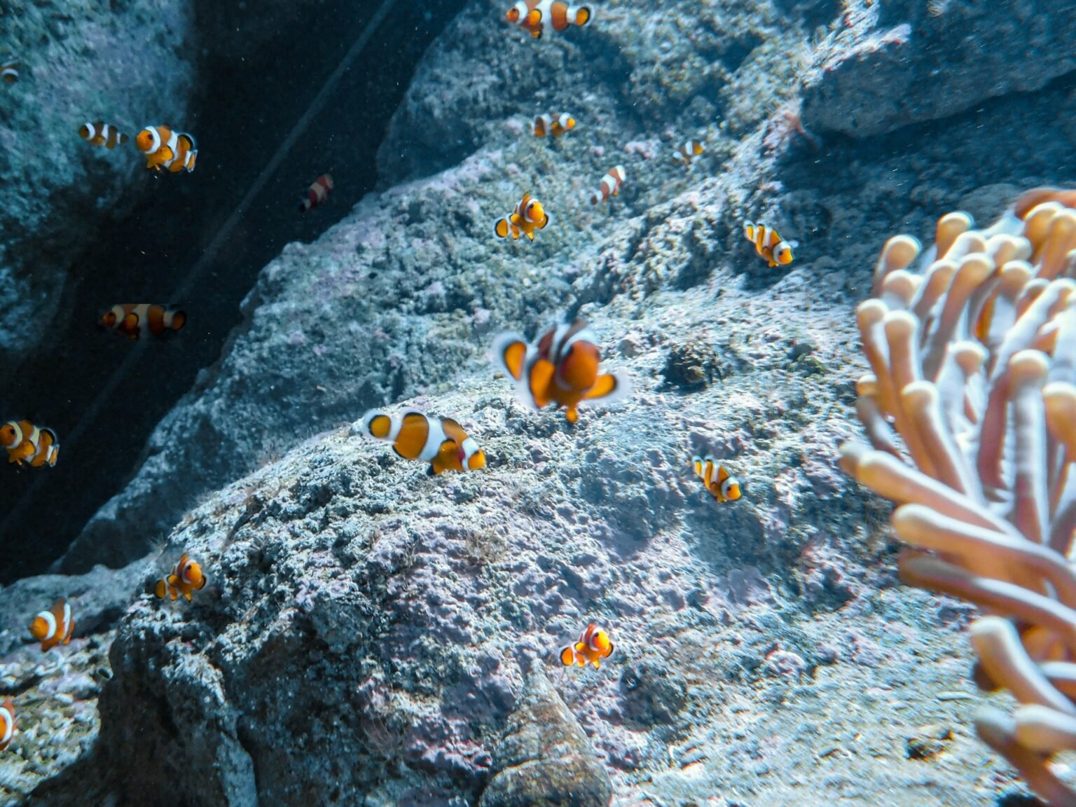 Peixes do Mar: Explorando o Fascinante Mundo deles - MAR E CURIOSIDADES