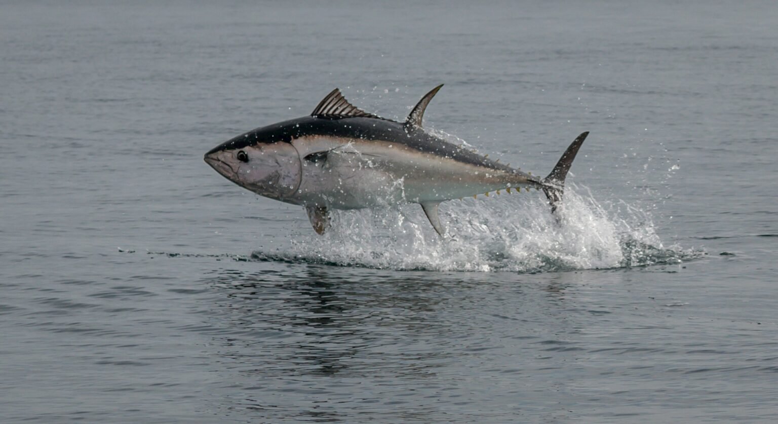 Peixes do Mar: Explorando o Fascinante Mundo deles - MAR E CURIOSIDADES
