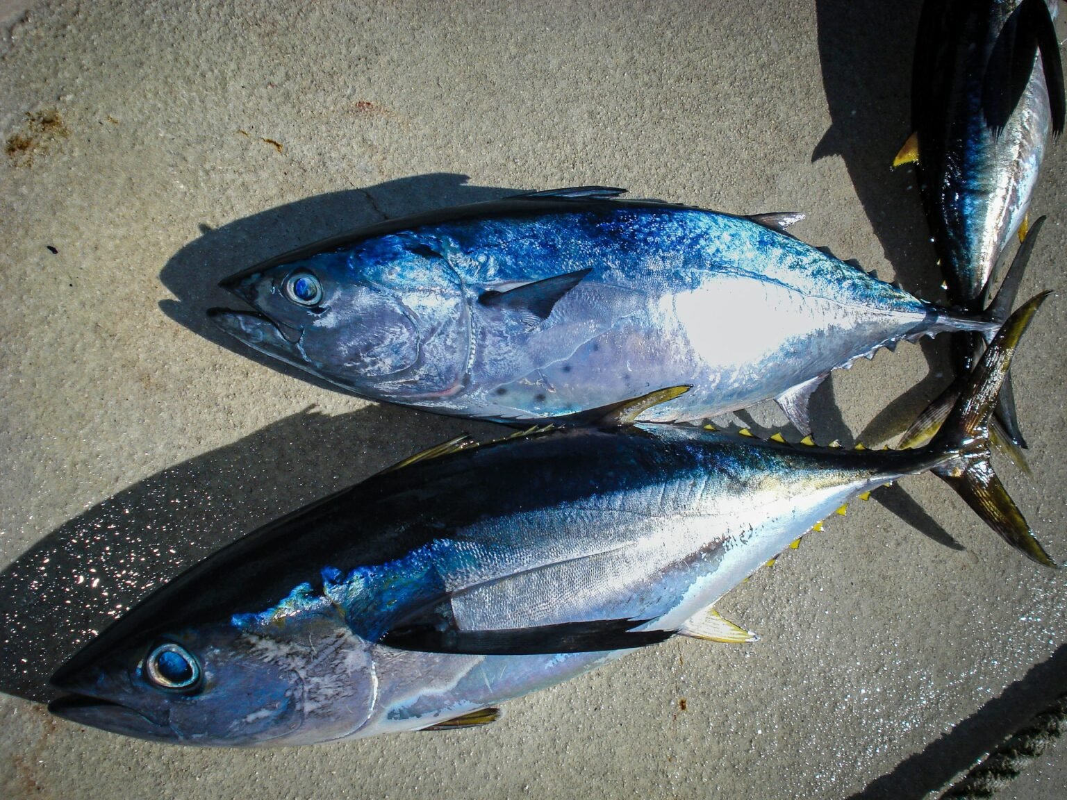 Peixes do Mar: Explorando o Fascinante Mundo deles - MAR E CURIOSIDADES