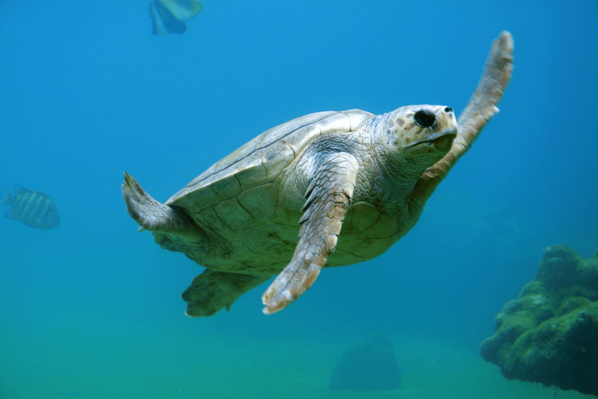 Explorando o Fascinante Ecossistema Aquático: Vida, Importância e ...