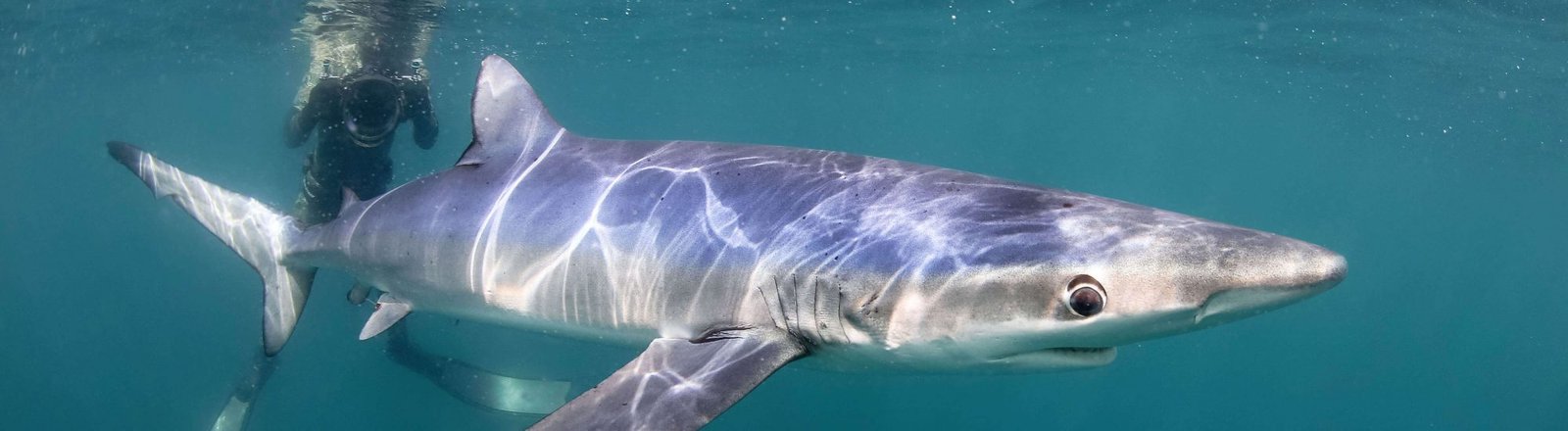 Tubarão-Azul: Tudo o Que Você Precisa Saber - MAR E CURIOSIDADES